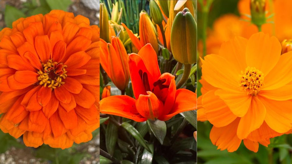 Orange Flowers to Brighten Up Your Garden - Solano Garden