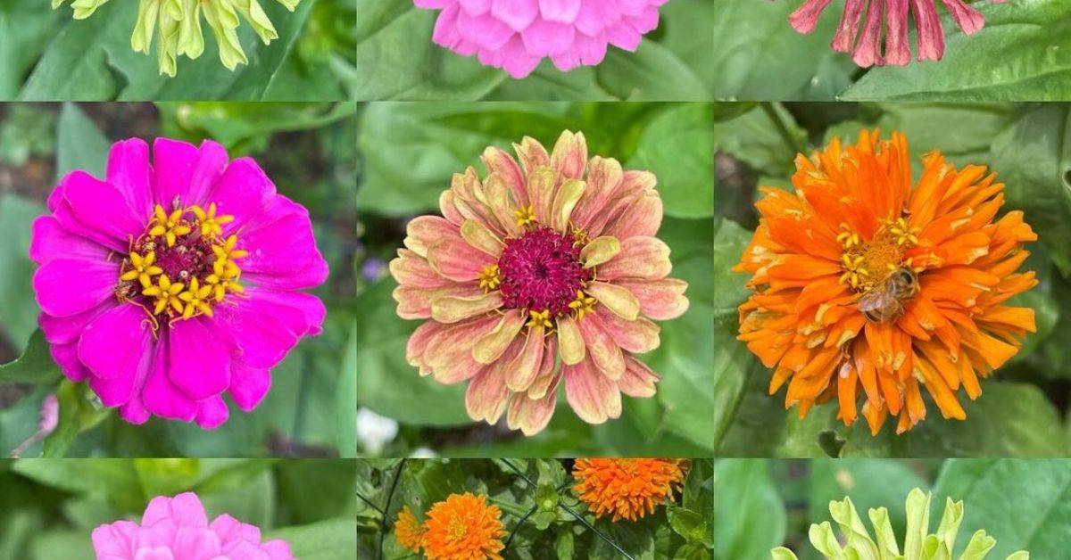 Zinnia Flowers : History & Identification - Solano Garden