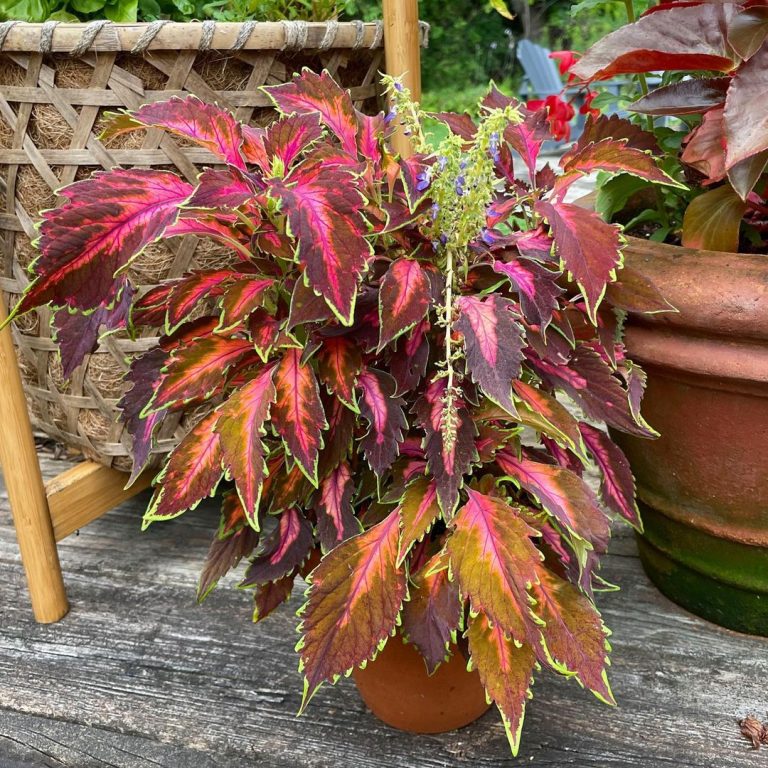 Unlock the Vibrant Beauty of Coleus: A Comprehensive Care Guide ...