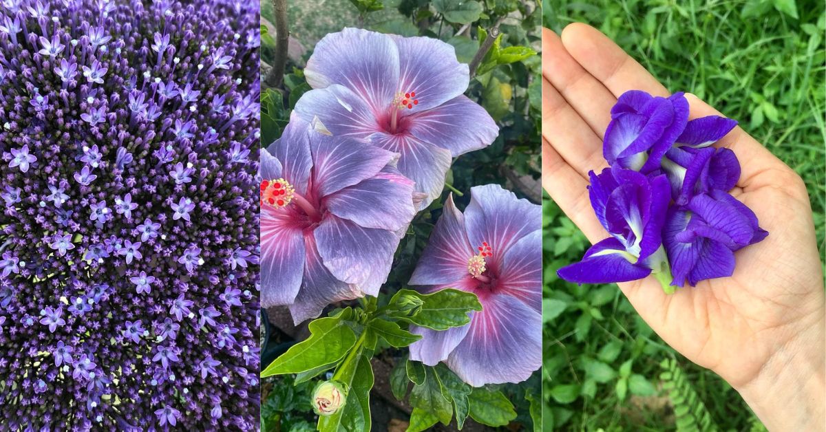 Discover 30 Stunning Blue Flowers : An Enchanting Botanical Guide ...