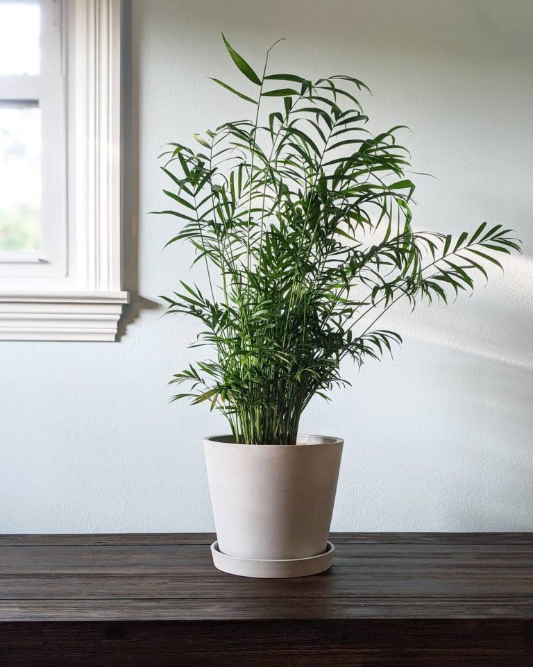 The Elegant Parlour Palm : A Beginner's Guide to Caring for This ...