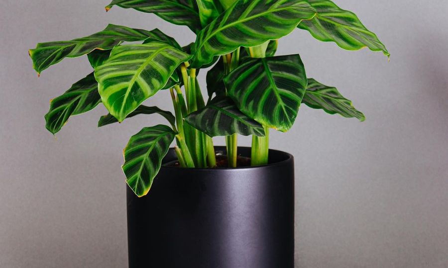 The Captivating Zebra Plant: A Care Guide for Striking Foliage - Solano ...