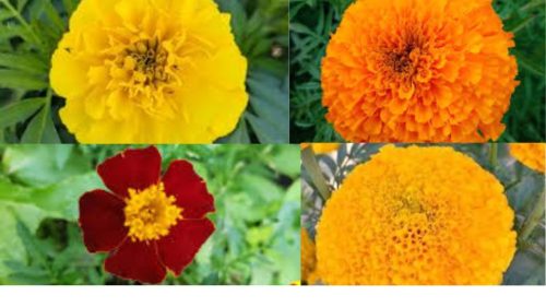 Marigolds : A Radiant Addition to Any Garden - Solano Garden