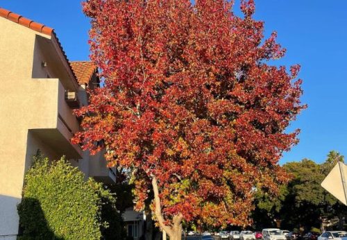 10 Stunning Trees That Start with 'S' : A Botanical Exploration ...