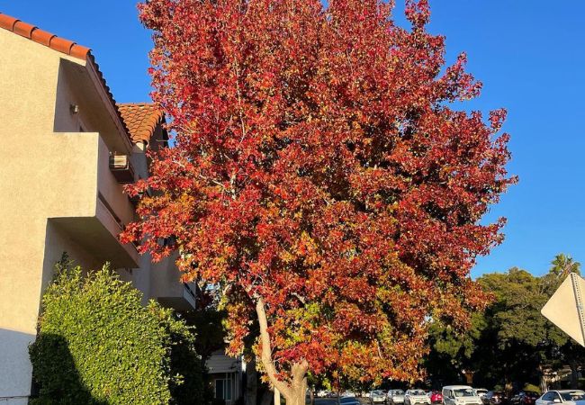 10 Stunning Trees That Start with 'S' : A Botanical Exploration ...