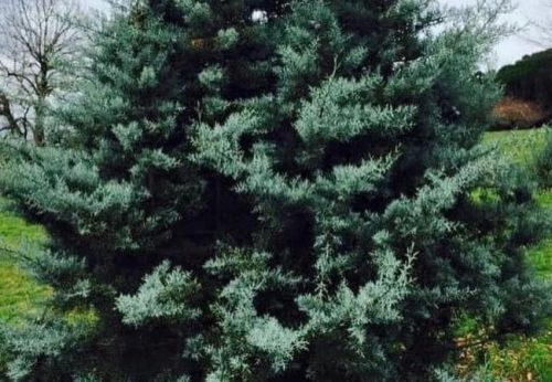 10 Stunning Trees That Start with 'S' : A Botanical Exploration ...