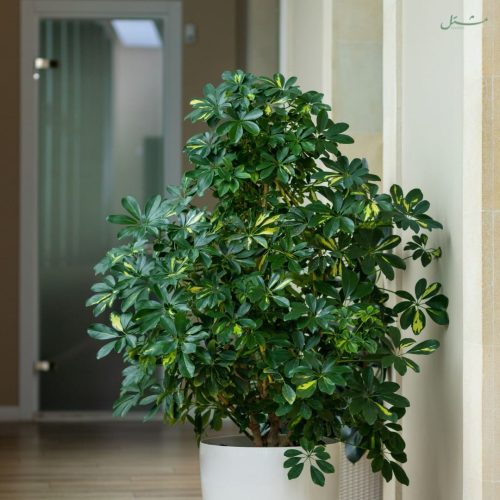 Umbrella Tree : Everything You Need to Know for Proper Care - Solano Garden