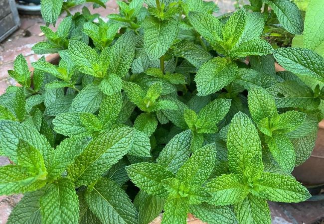 Growing Peppermint at Home : Essential Care and Maintenance - Solano Garden