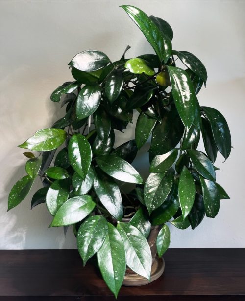 Hoya Plant Care: The Ultimate Guide for Beginners - Solano Garden