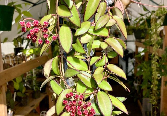 Hoya Plant Care: The Ultimate Guide for Beginners - Solano Garden