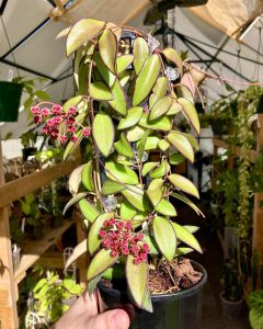 Hoya Plant Care: The Ultimate Guide for Beginners - Solano Garden