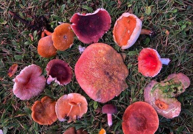 Red Mushroom Exploration : A Comprehensive Guide - Solano Garden
