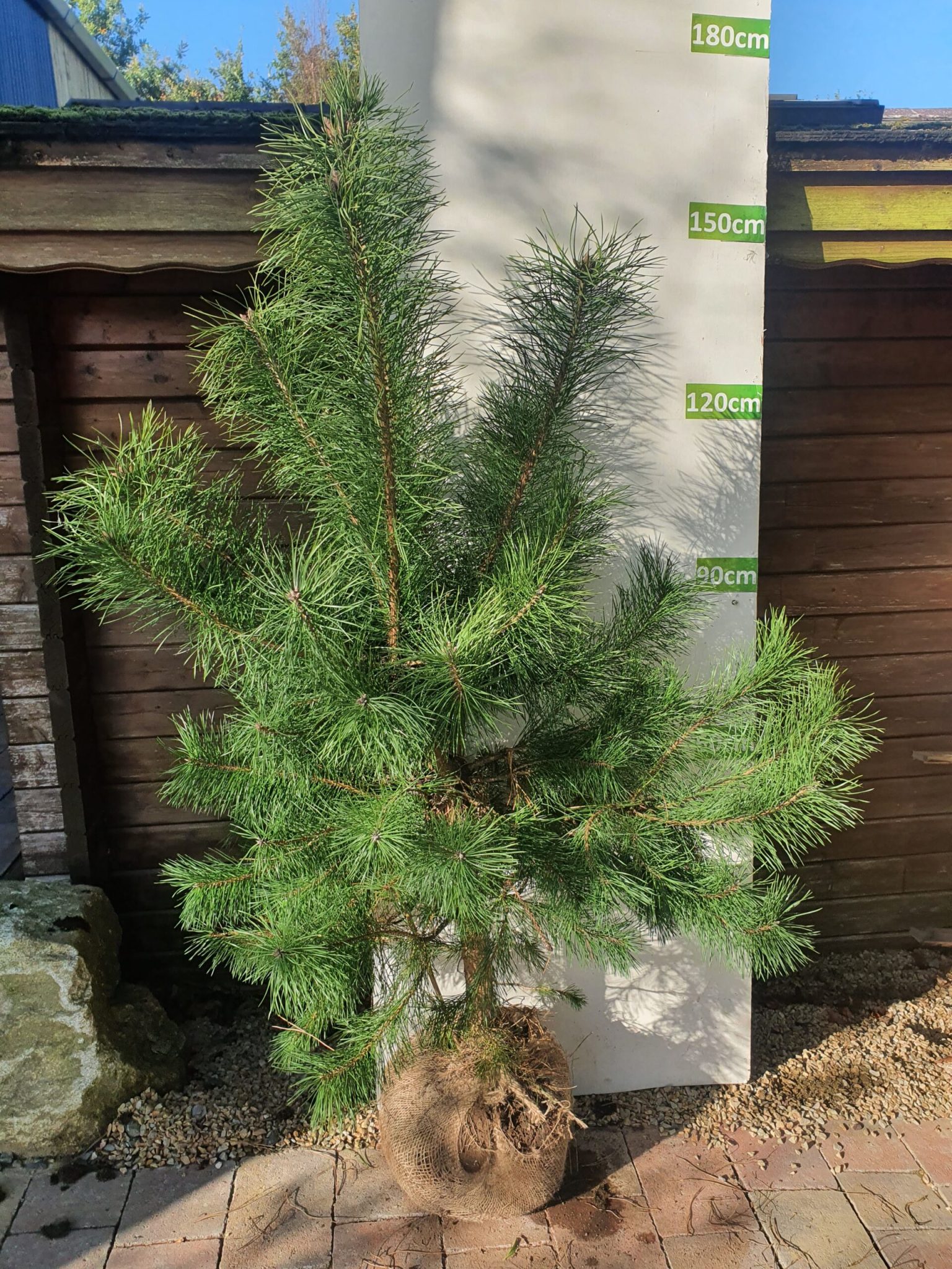 10 Stunning Trees That Start with 'S' : A Botanical Exploration ...