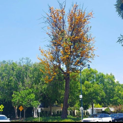 10 Stunning Trees That Start with 'S' : A Botanical Exploration ...