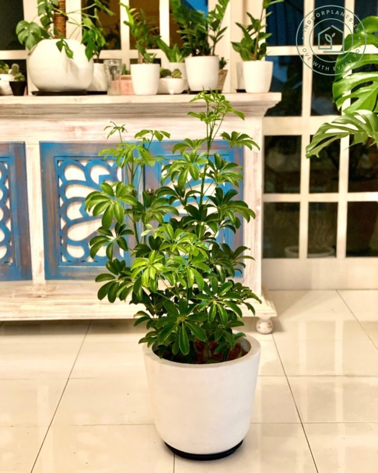 Umbrella Tree : Everything You Need to Know for Proper Care - Solano Garden