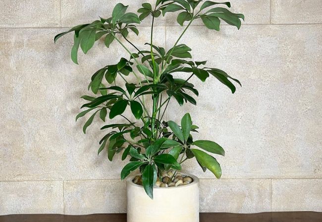 Umbrella Tree : Everything You Need to Know for Proper Care - Solano Garden