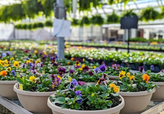Vibrant Violas : A Comprehensive Guide to Growing Beautiful Blooms ...