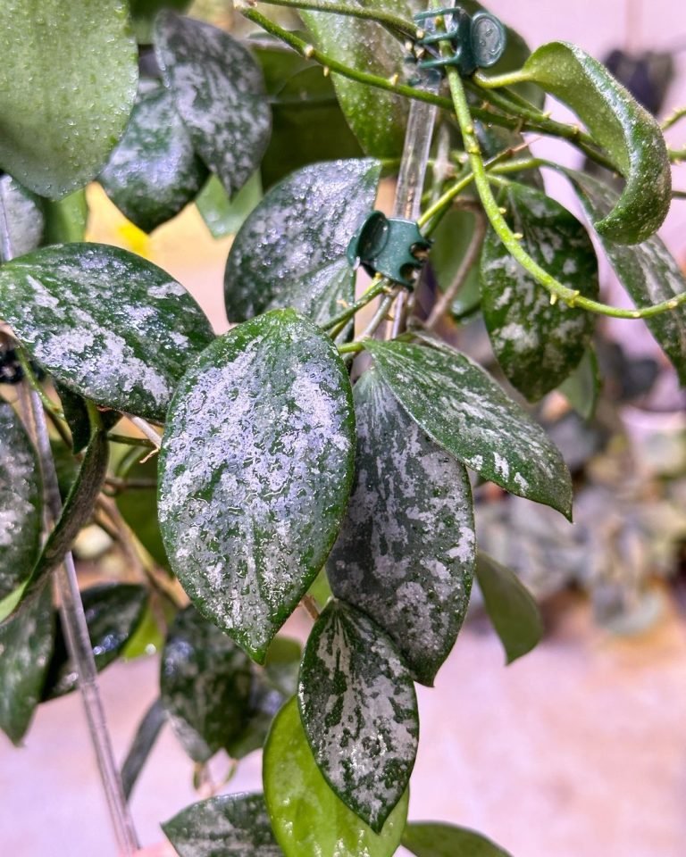 Hoya Plant Care: The Ultimate Guide for Beginners - Solano Garden
