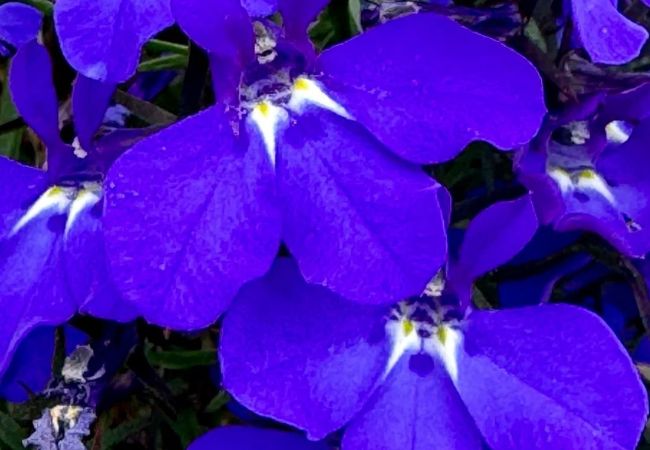 20 Flowers That Start with L : A Comprehensive Guide - Solano Garden