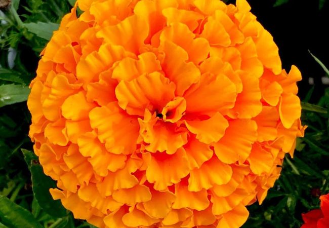 20 Flowers That Start with M: Colorful Blooms for Your Garden - Solano ...