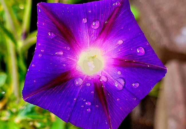 Exploring the Beauty of Blue Flowers in Hawaii - Solano Garden