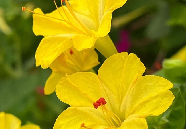 19 Flowers That Start with F : Explore Floral Diversity - Solano Garden