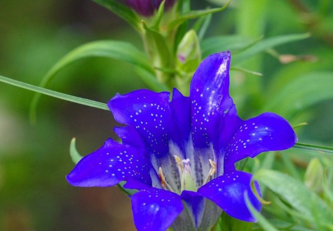 19 Flowers That Start with G : Explore Nature's Beauty - Solano Garden