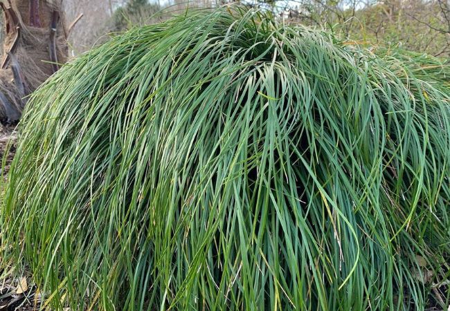 How to Grow Mondo Grass : The Ultimate Low-Maintenance Ground Cover ...