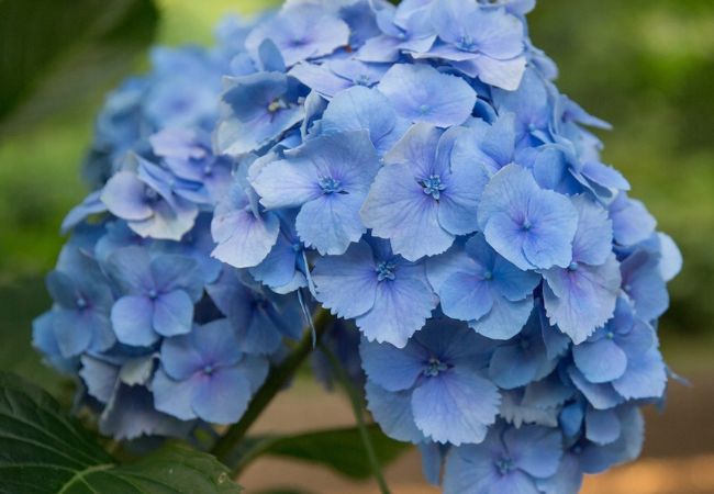 Hydrangea Flower Meanings Archives - Solano Garden