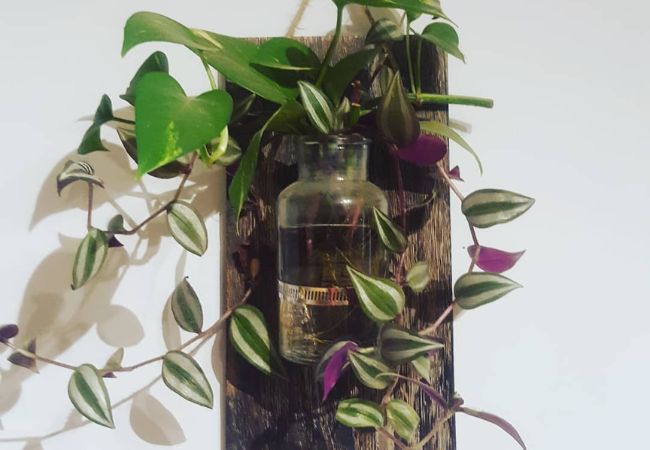 Protecting Plants from Dew : Essential Tips and Techniques - Solano Garden