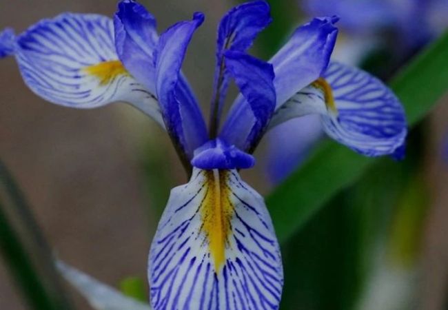 The Iris Flower Meaning : A Guide to Its Symbolism and Significance ...