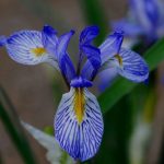 The Iris Flower Meaning : A Guide to Its Symbolism and Significance ...