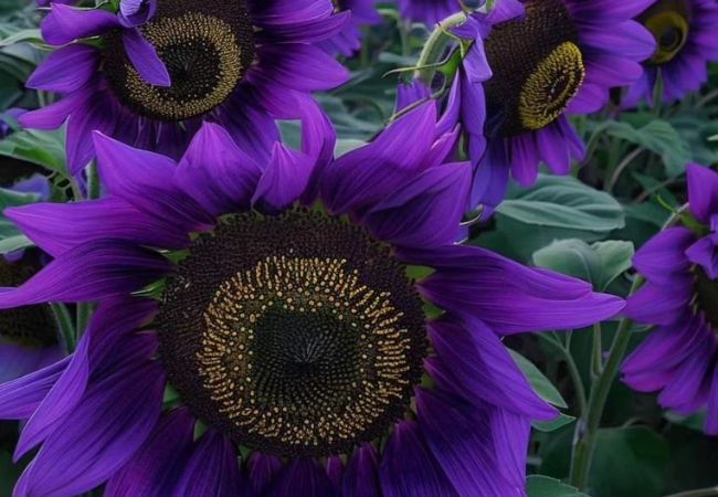Purple Sunflowers : A Unique and Striking Garden Addition - Solano Garden